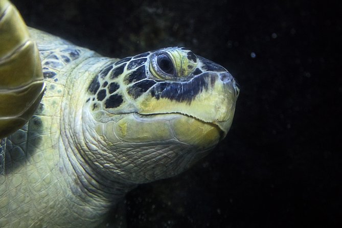 SEA LIFE Speyer Admission Ticket - Onsite Amenities and Purchases