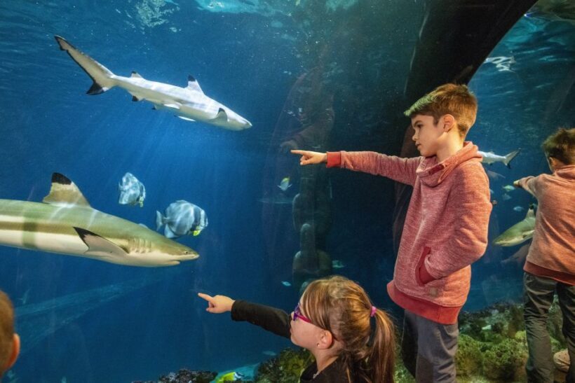 Sea Life Speyer Ticket - A Deep Dive into the Experience