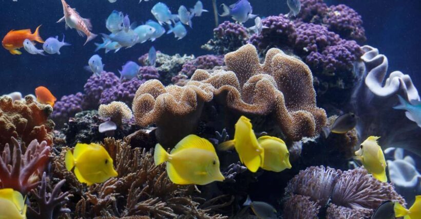 Sea Life Speyer Ticket - Final Thoughts: The Value of Your Visit