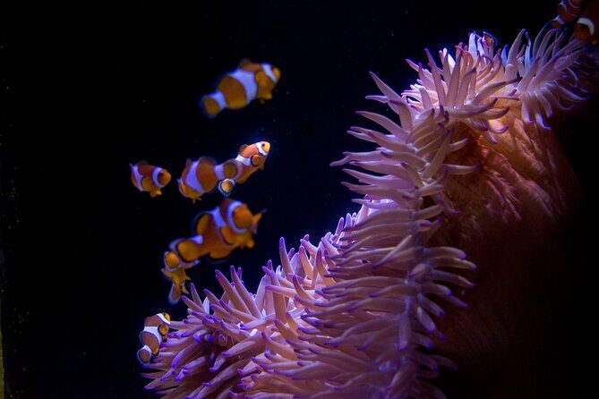 SEA LIFE Sunshine Coast Aquarium Entrance Ticket - Exploring the Aquarium: A Detailed Review