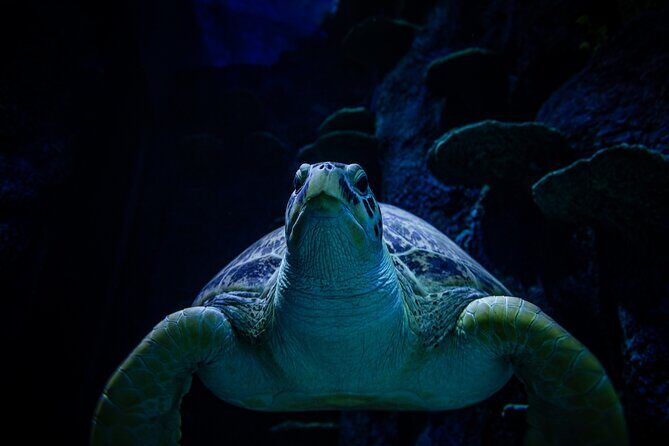 SEA LIFE Sydney Aquarium Entrance Ticket - Value and Who Will Enjoy This Experience