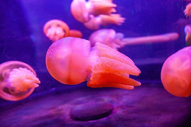 SEA LIFE Sydney Aquarium Entrance Ticket - Final Thoughts
