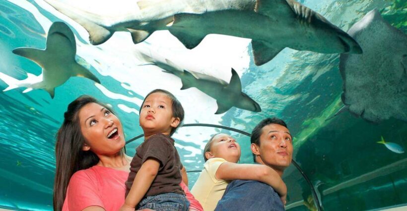 SEA LIFE Sydney Aquarium Entry Ticket - Key Points
