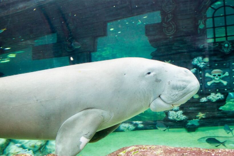 SEA LIFE Sydney Aquarium Entry Ticket - The Experience of Visiting