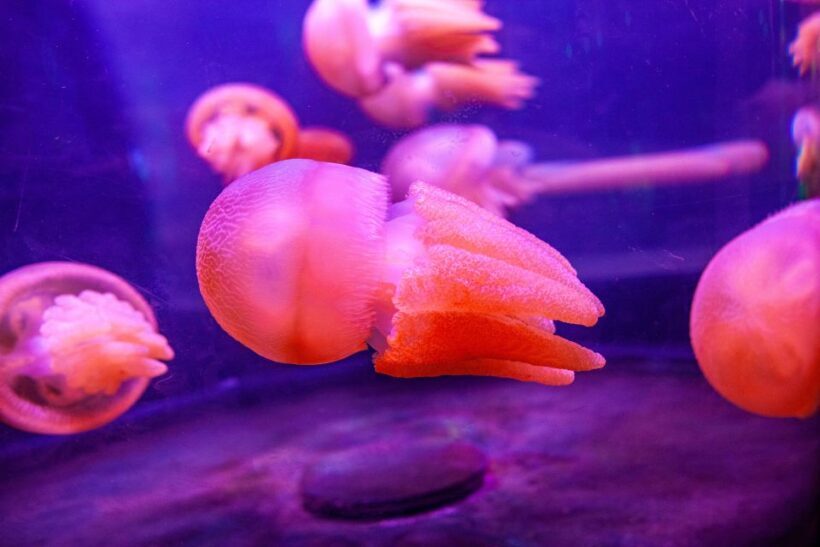 SEA LIFE Sydney Aquarium Entry Ticket - Value for Money
