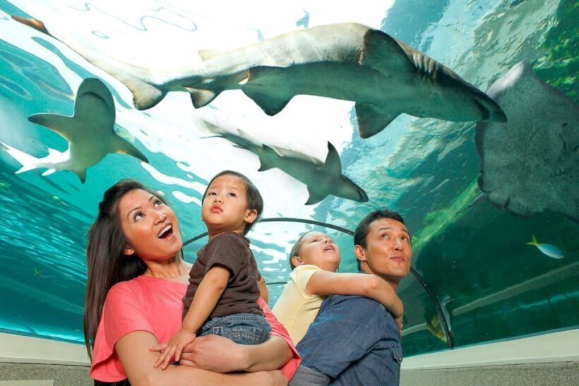 SEA LIFE Sydney Aquarium Entry Ticket - The Crowds and Visiting Tips
