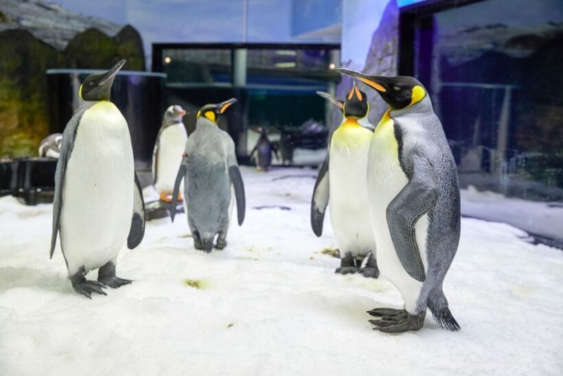 SEA LIFE Sydney Aquarium Entry Ticket - Final Thoughts: Is SEA LIFE Sydney Aquarium Worth It?