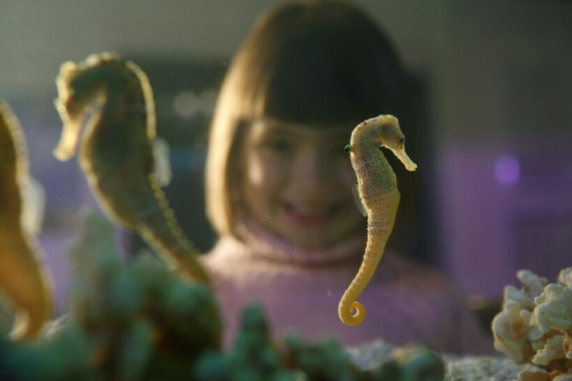 SEA LIFE Timmendorfer Strand Ticket - Deep Dive: Why This Experience Matters and What Youll Love