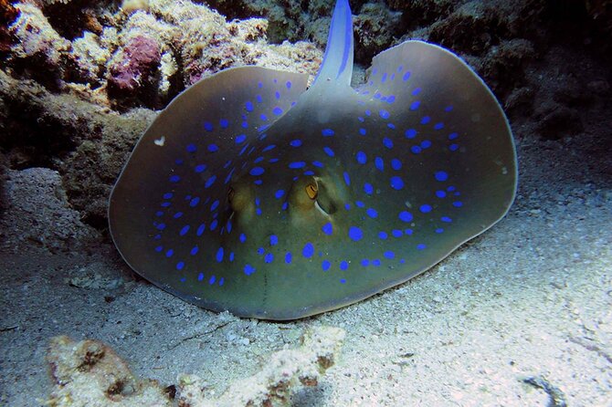 SEA LIFE Weymouth Admission Ticket - Accessibility and Facility Details