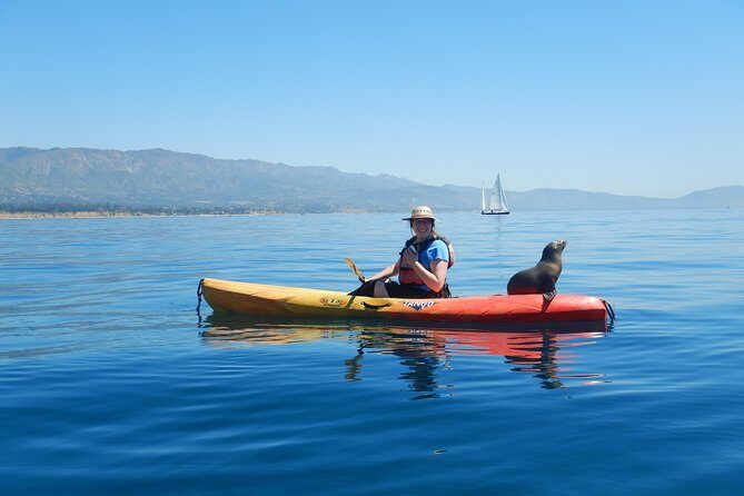 Sea Lion Kayak Tour - Santa Barbara Harbor - Analyzing the Experience: What It’s Like and Why It Matters