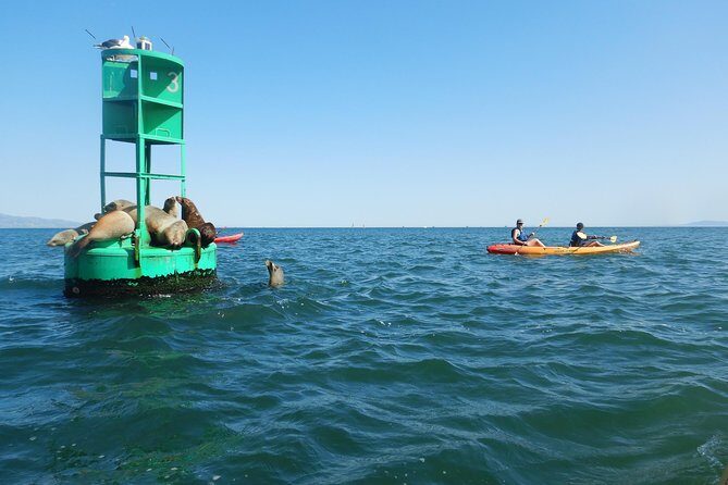 Sea Lion Kayak Tour - Santa Barbara Harbor - Weather and Practical Considerations