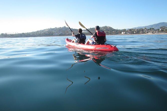 Sea Lion Kayak Tour - Santa Barbara Harbor - The Sum Up