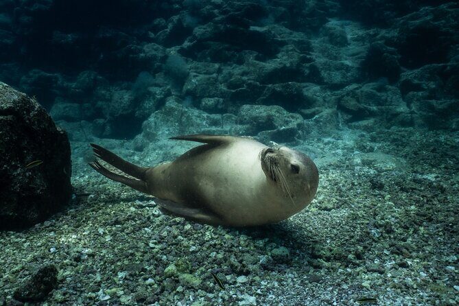 Sea Lion Snorkel Adventure at Espíritu Santo Island - The Details of the Itinerary
