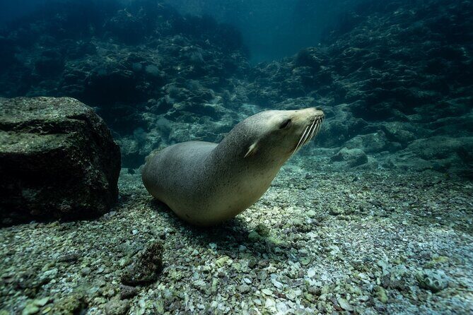 Sea Lion Snorkel Adventure at Espíritu Santo Island - FAQs