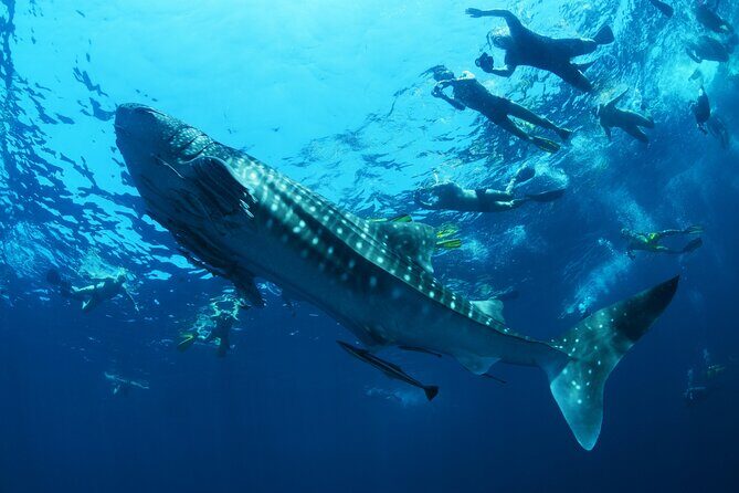 Sea of Cortez Combo: Whale Sharks, Sea Lions & Balandra Beach - An In-Depth Look at the Sea of Cortez Combo Tour