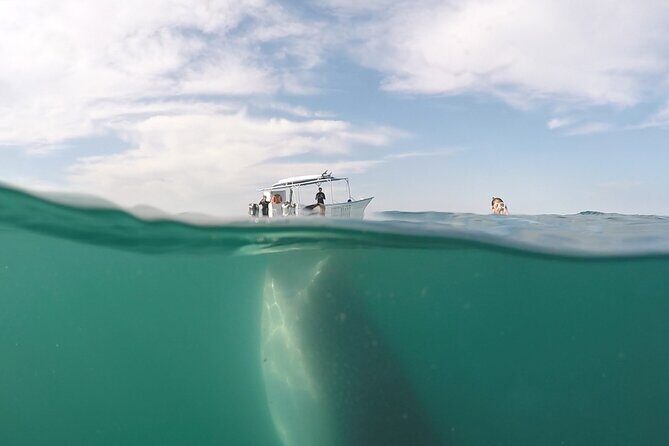 Sea of Cortez Combo: Whale Sharks, Sea Lions & Balandra Beach - FAQ