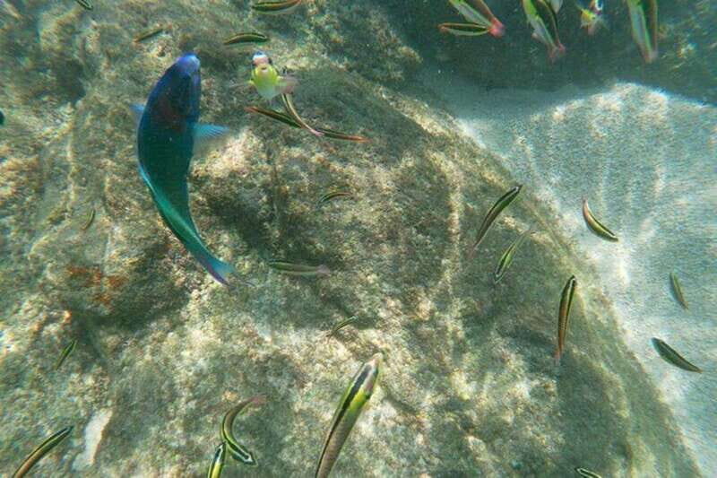 Sea of Cortez: Unforgettable Snorkeling Experience - FAQs
