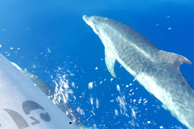 SEA SAFARI Dolphins, Whales, 3h Speedboat DISCOVERY-TOUR - Inclusions and Amenities