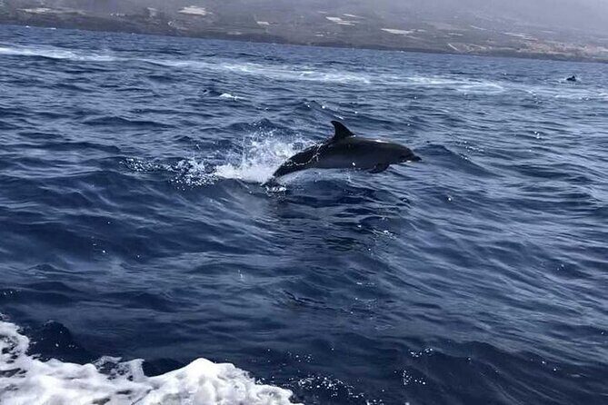 SEA SAFARI Dolphins,Whales, snorkeling, snack, drink, 3h private - FAQ: Your Questions Answered