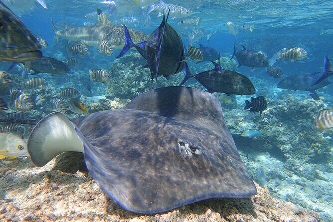 Sea Scooter Jet snorkeling "Moorea Reef Adventure" - What Makes This Tour Worth Considering?