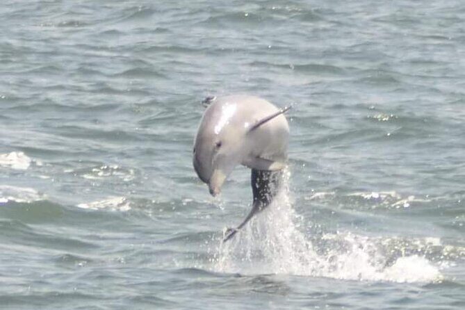 Sea Screamer Cruise - 2 Hour Dolphin Watch Tour in South Carolina - Introduction