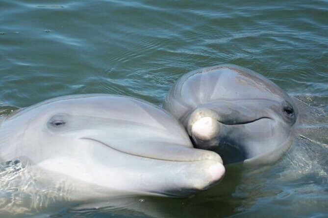 Sea Screamer Cruise - 2 Hour Dolphin Watch Tour in South Carolina - Key Points