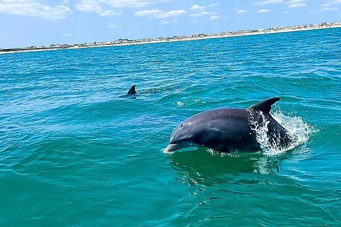 Sea Screamer Cruise - 2 Hour Dolphin Watch Tour in South Carolina - Practical Tips for Your Trip