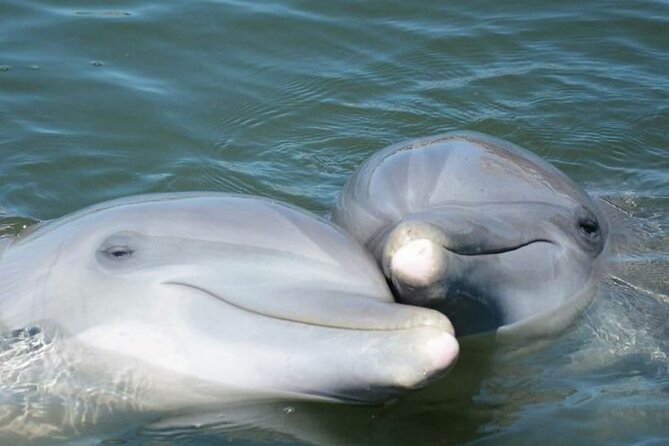 Sea Thunder Cruise-2 Hour Tour Surrounded by Dolphins in S.C - Customer Experiences and Reviews