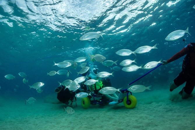 Sea Trek and Diving for handicaped people - The Value of This Tour