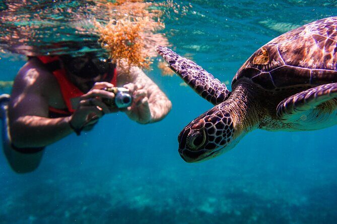 Sea turtle and cenotes half day Snorkeling Tour from Riviera Maya - The Itinerary: What to Expect