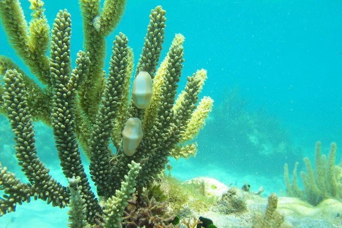 Sea turtle and cenotes half day Snorkeling Tour from Riviera Maya - The Experience on the Ground: Guides, Transportation, and Group Size