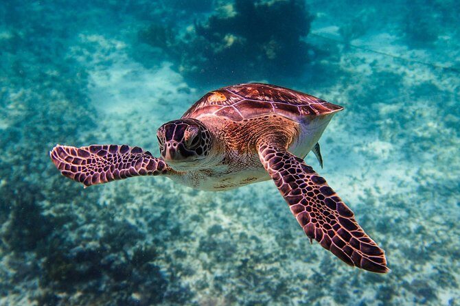 Sea turtle and cenotes half day Snorkeling Tour from Riviera Maya - The Cost-Value Balance