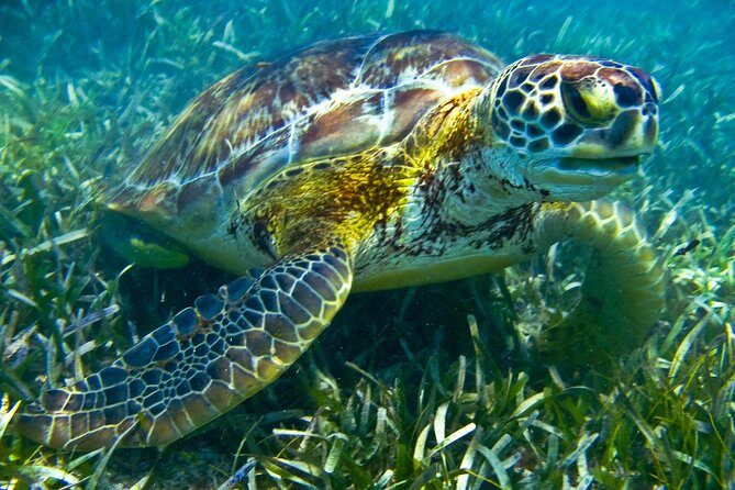 Sea turtle and cenotes half day Snorkeling Tour from Riviera Maya - Who is This Tour Best For?
