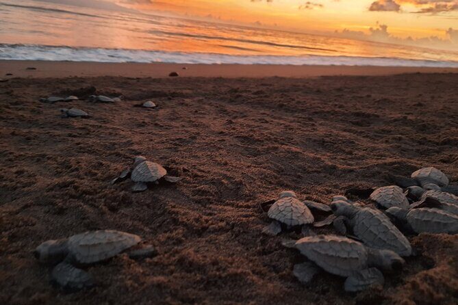 Sea Turtle Release  A Puerto Vallarta Conservation Adventure - Key Points