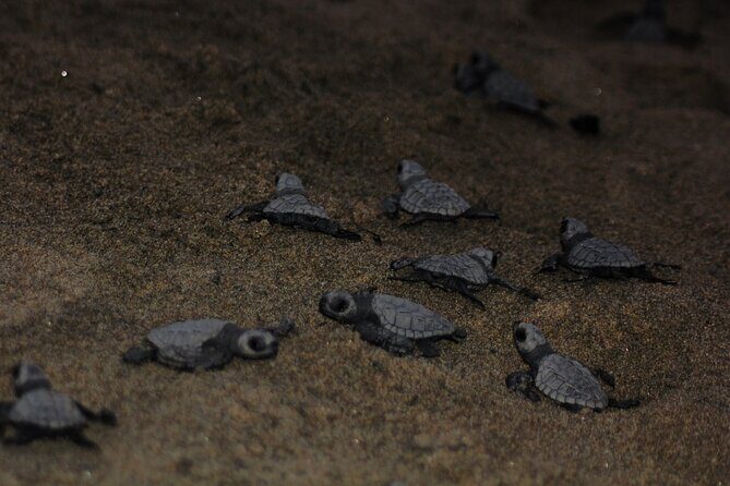 Sea Turtle Release  A Puerto Vallarta Conservation Adventure - What Travelers Should Know
