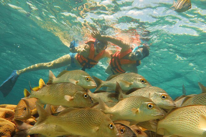 Sea Turtle Snorkeling Ecofriendly Tour from Cancun & Riviera Maya - The Value of This Experience
