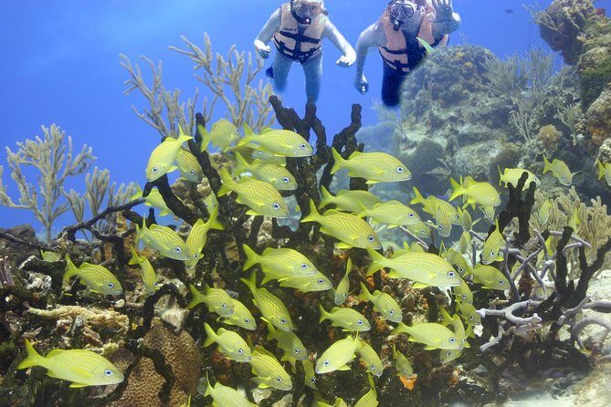 Sea Turtle Snorkeling Ecofriendly Tour from Cancun & Riviera Maya - Practical Tips for Future Participants