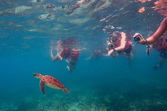 Sea Turtle Snorkeling Ecofriendly Tour from Cancun & Riviera Maya - Who Should Book This Tour?
