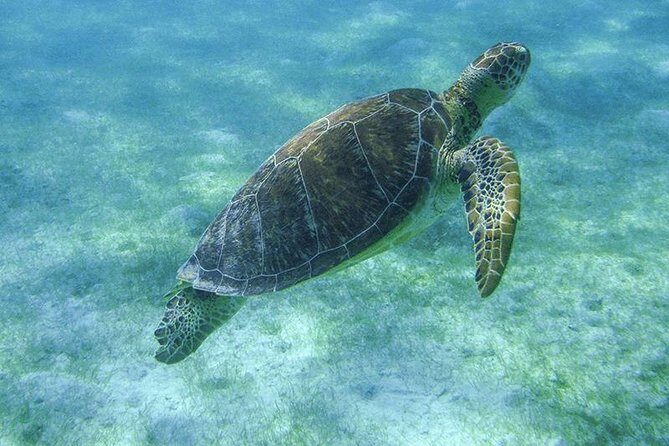 Sea Turtle Snorkeling Ecofriendly Tour from Cancun & Riviera Maya - Final Thoughts
