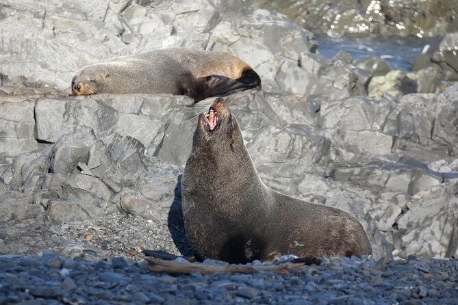 Seal Coast Safari - Exclusive access to Wellington's secret coast - Who Will Love This Tour?