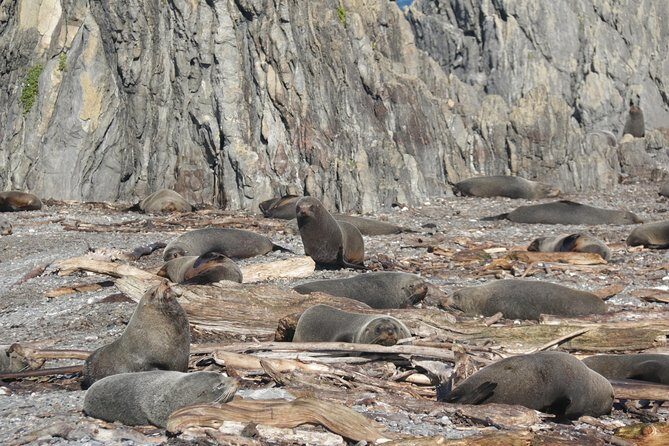 Seal Coast Safari - Exclusive access to Wellington's secret coast - FAQ