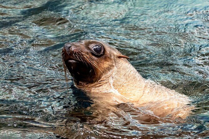 Seal Experience at Melbourne Zoo - excl. entry - Who Will Love This Experience?