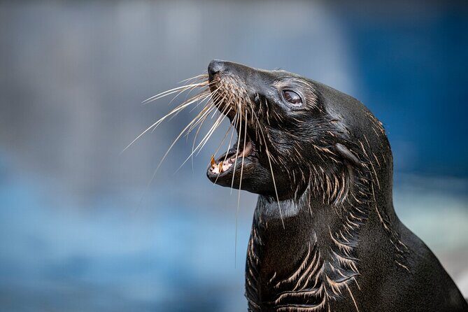 Seal Experience at Melbourne Zoo - excl. entry - The Sum Up: A Worthwhile Short Encounter
