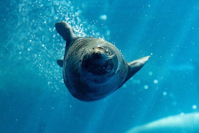 Seal Experience at Melbourne Zoo - excl. entry - FAQ