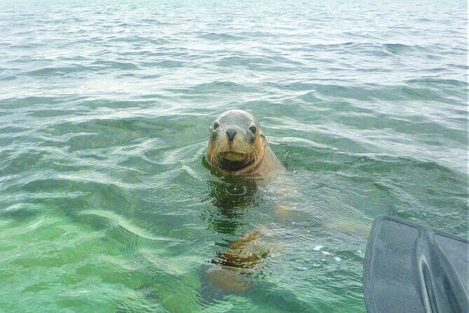 Seal Island and Penguin Island or Point Peron Sea Kayak Tour - Key Points