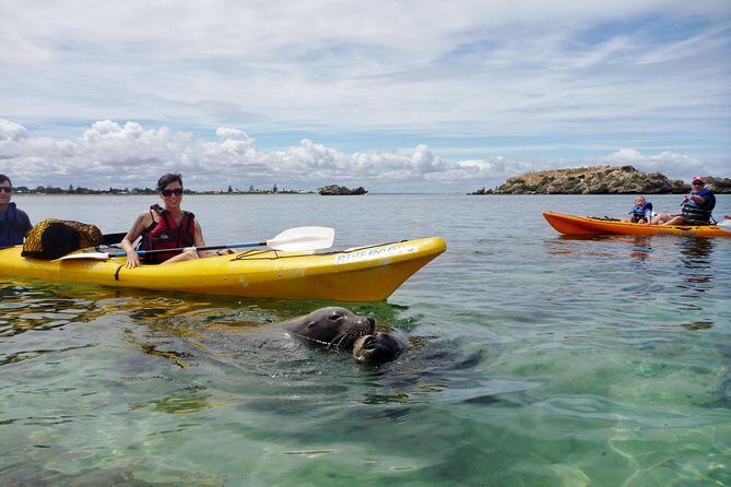 Seal Island and Penguin Island or Point Peron Sea Kayak Tour - What Sets This Tour Apart