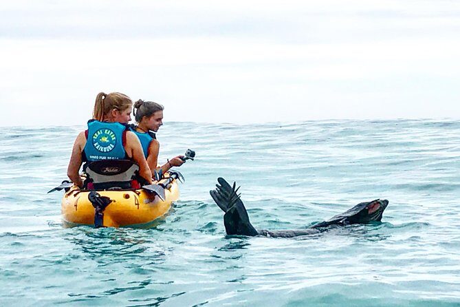 Seal Kayaking Adventure in Kaikoura - Exploring the Kaikoura Coast by Pedal Kayak