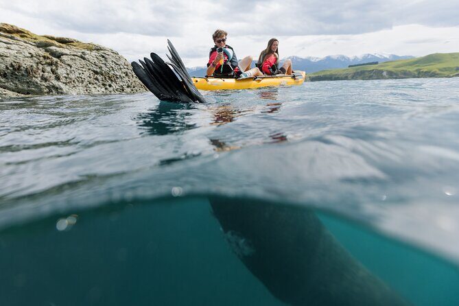 Seal Kayaking Adventure in Kaikoura - FAQ
