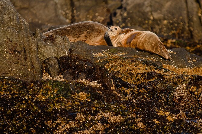 SEAL SAFARI in Savonlinna from Helsinki (private) - FAQ