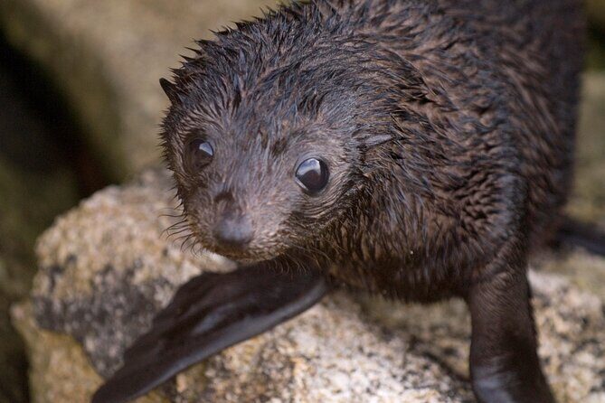 Seal Sanctuary Tour - Guided Kayaking - New Zealand - Key Points